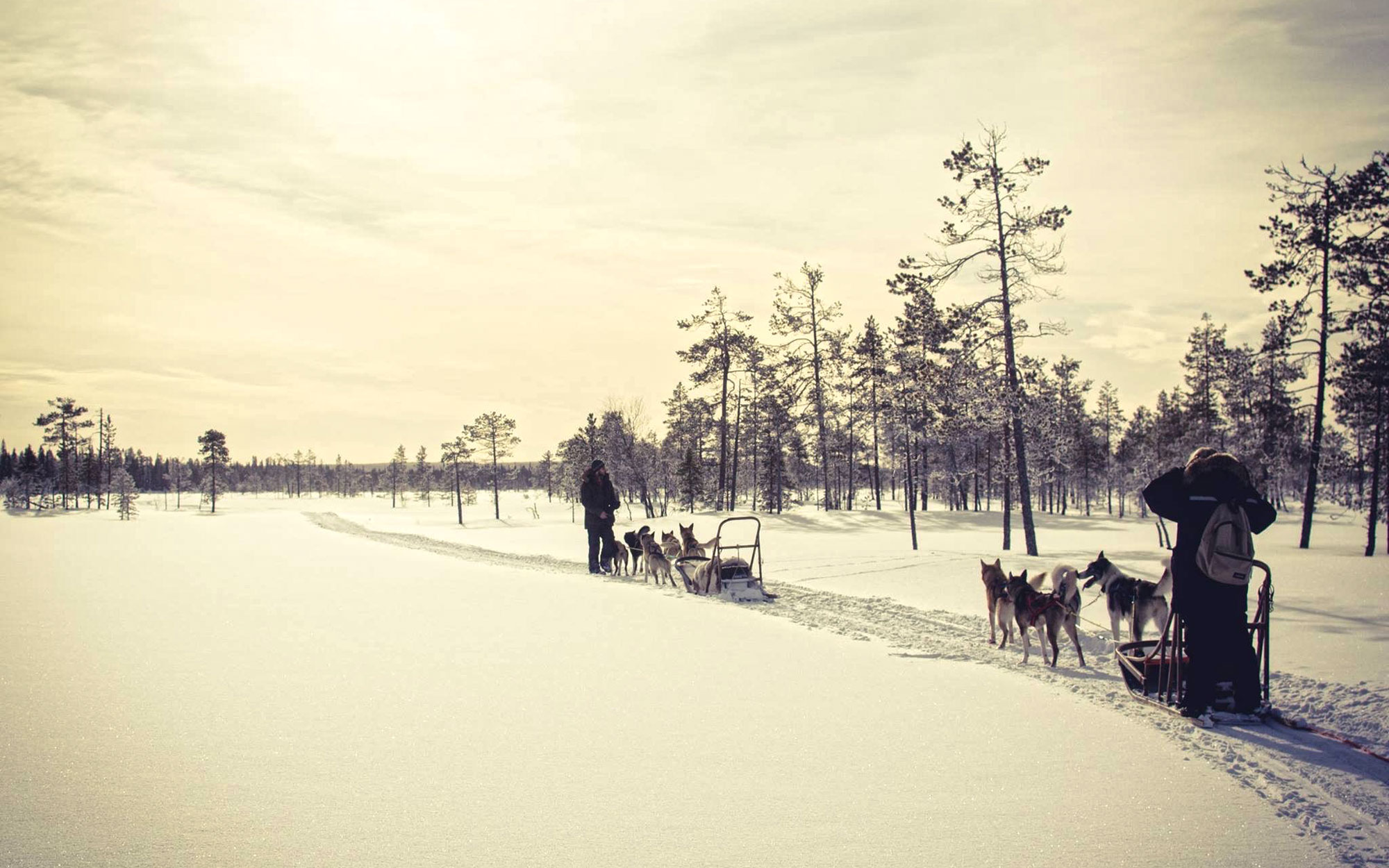 Huskies ~ Due North Safaris