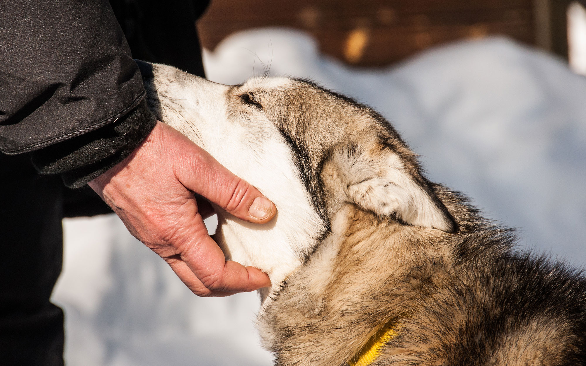 Huskies ~ Due North Safaris