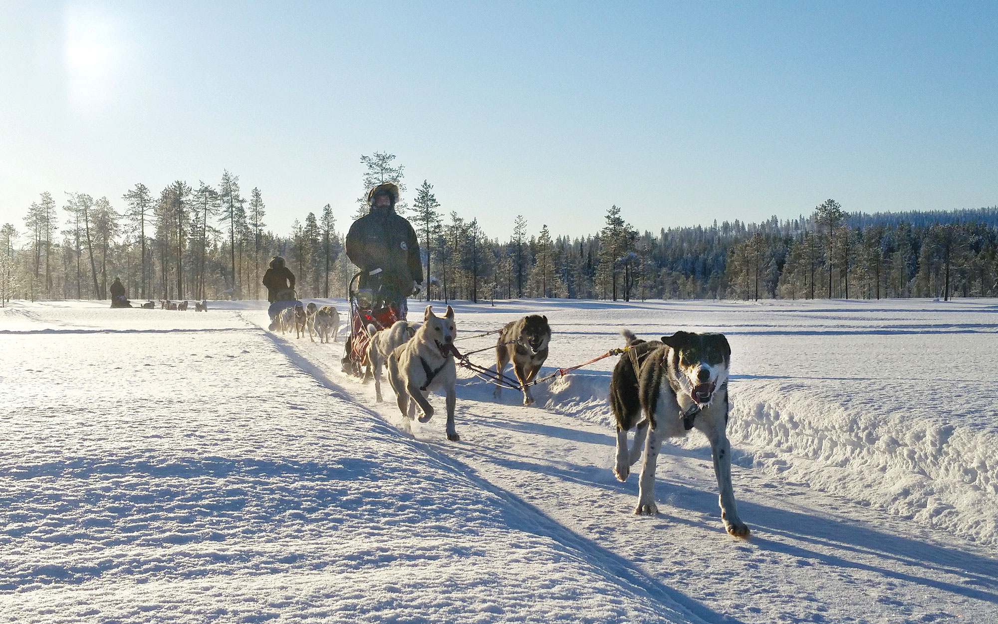 Huskies ~ Due North Safaris